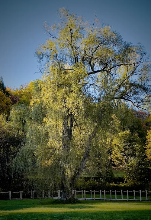 Willow | Book Your Vermont Retreat Today