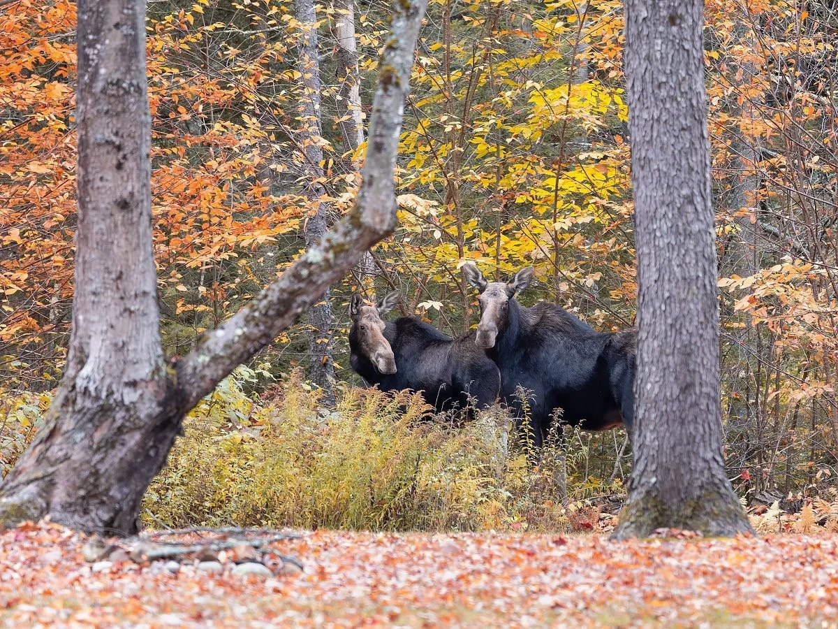 Attractions — Willow