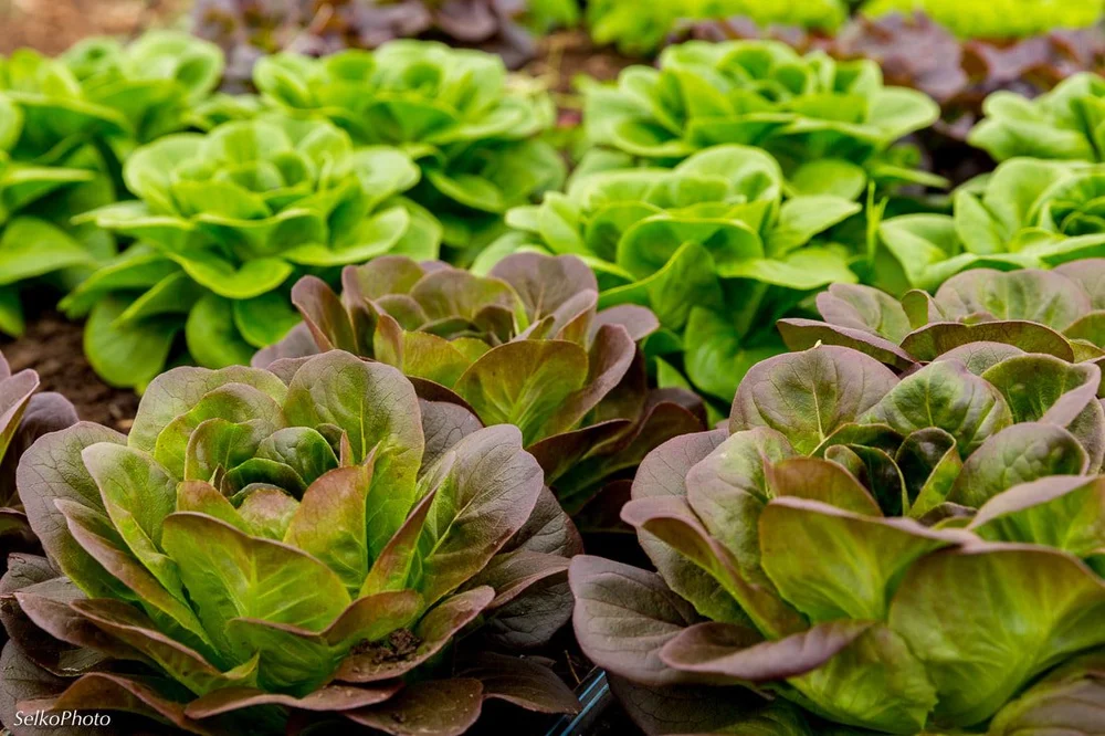 Plant Sale — Teton Full Circle Farm