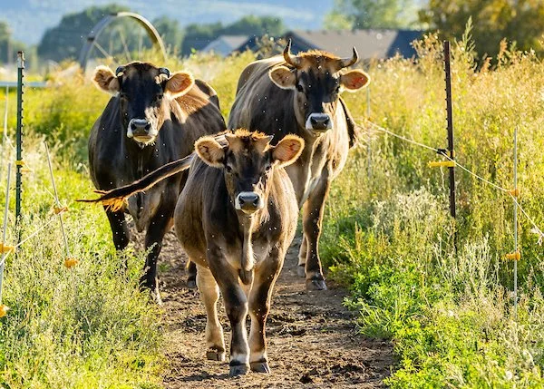 Teton Full Circle Farm