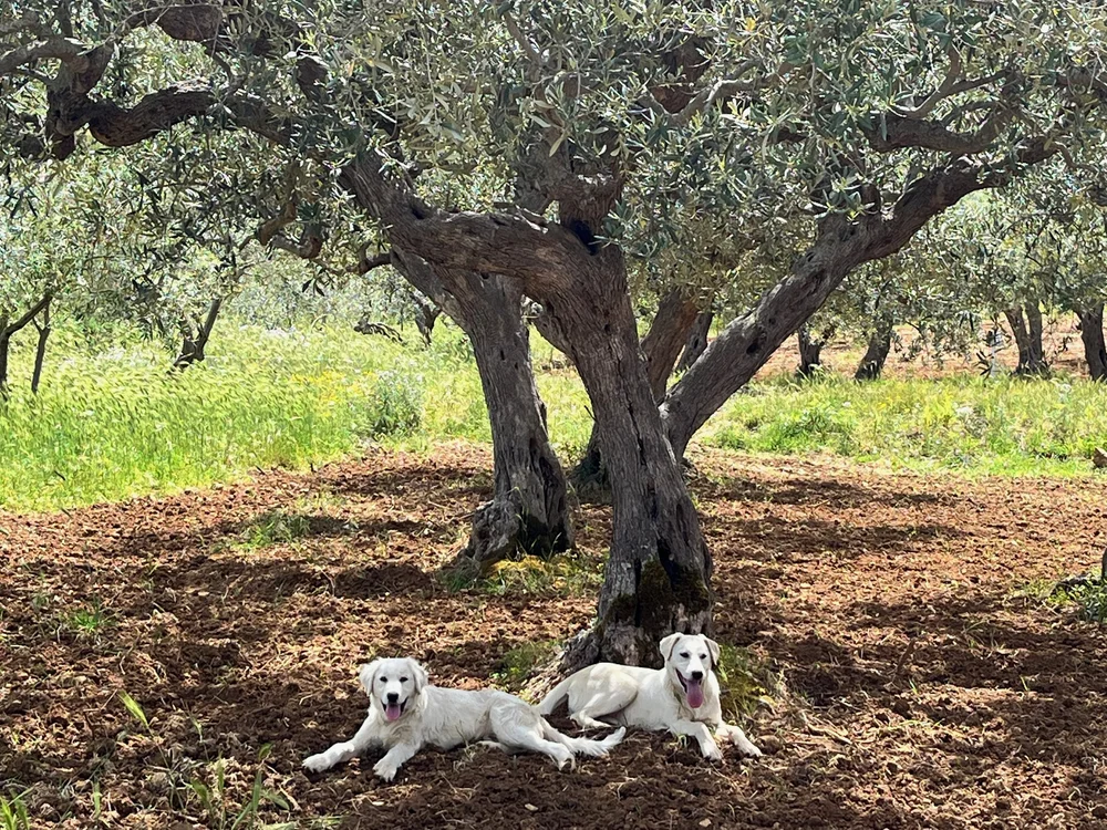 About Sicilian Encounters — Sicilian Encounters