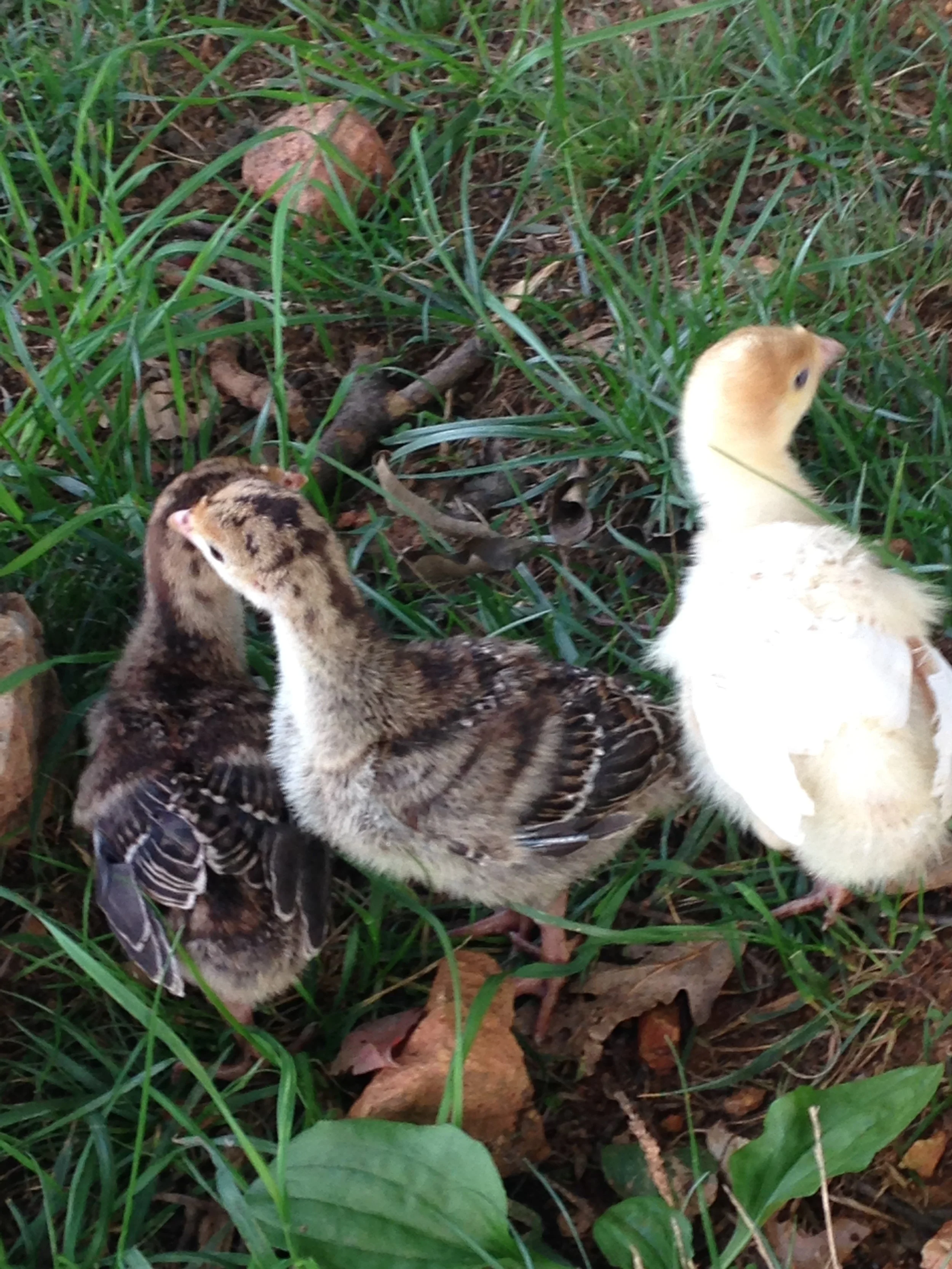 Blog & Recipes — True Cut Ranch