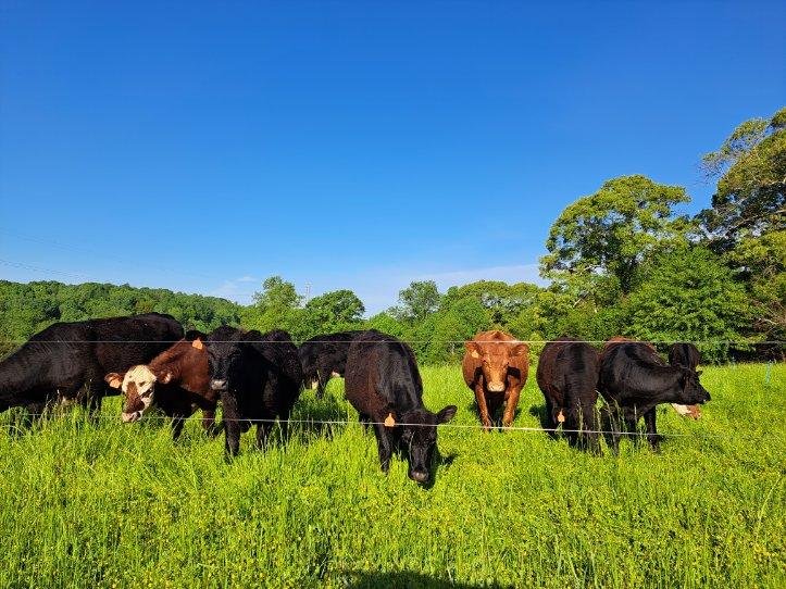 About True Cut Ranch — True Cut Ranch