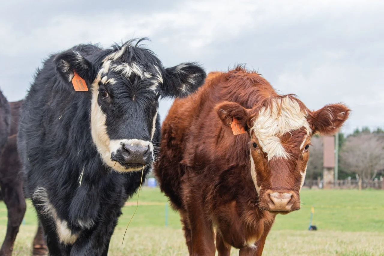 About True Cut Ranch — True Cut Ranch