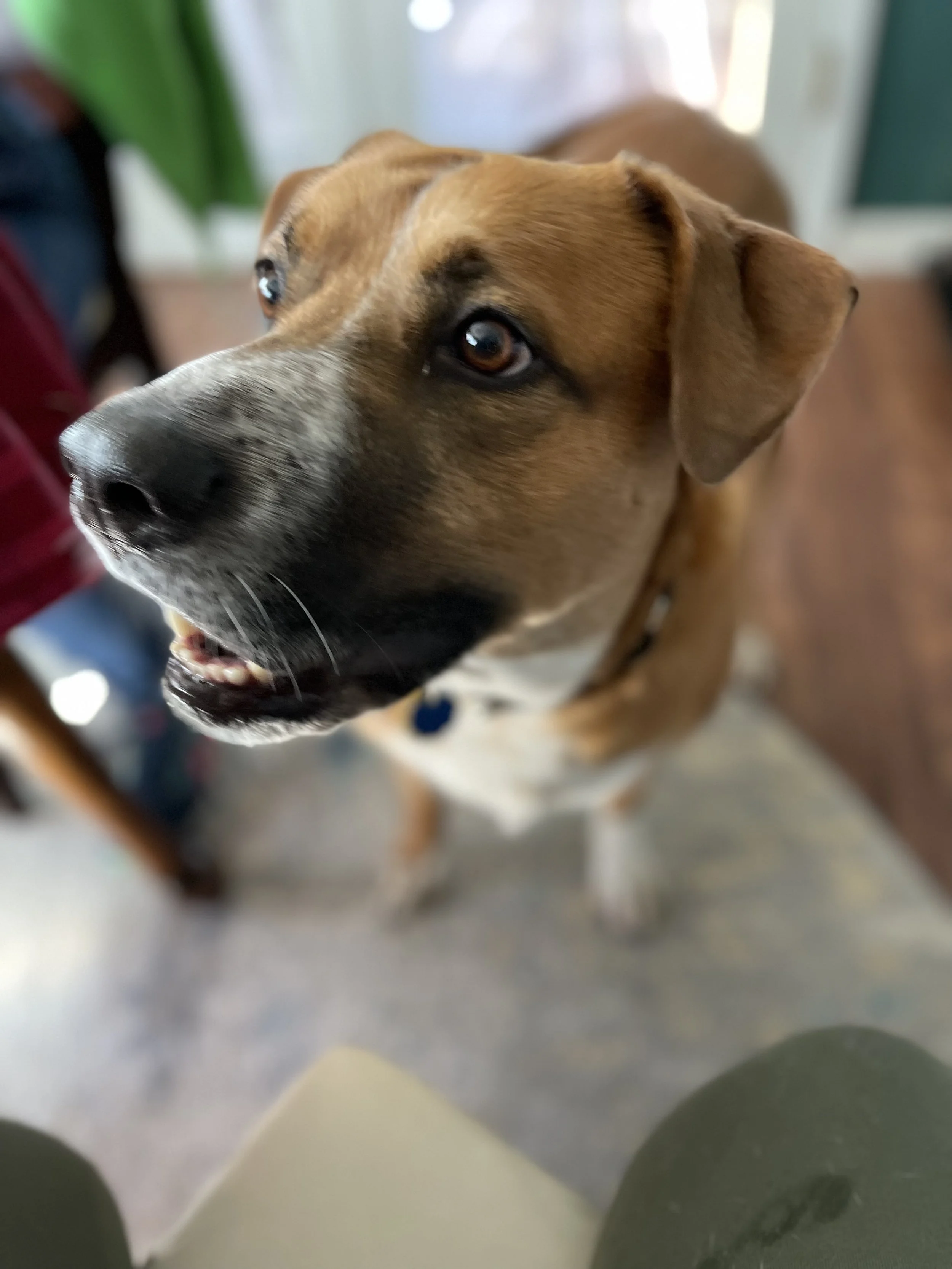 Kay's K9s: Dog Training