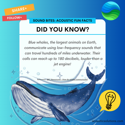 Blue Whale: Nature's Majestic Communicator — Western Noise Control
