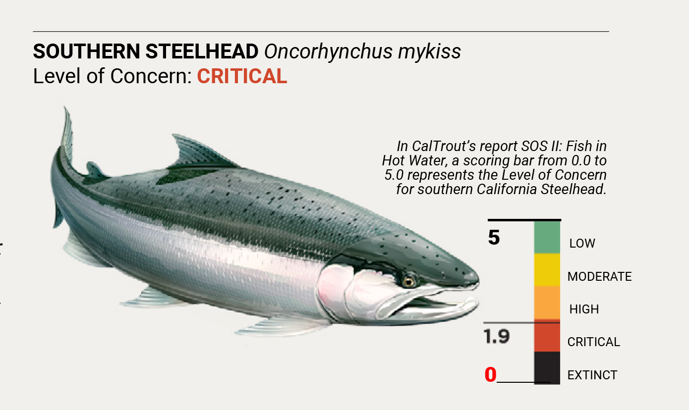 Get to Know a Species: The Southern California Steelhead — MALIBU CREEK ...