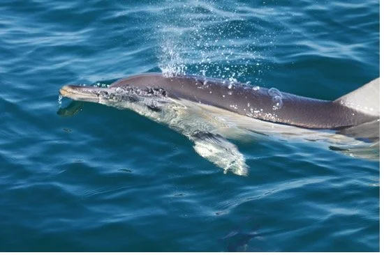 Events — Island Whale Festival Phillip Island