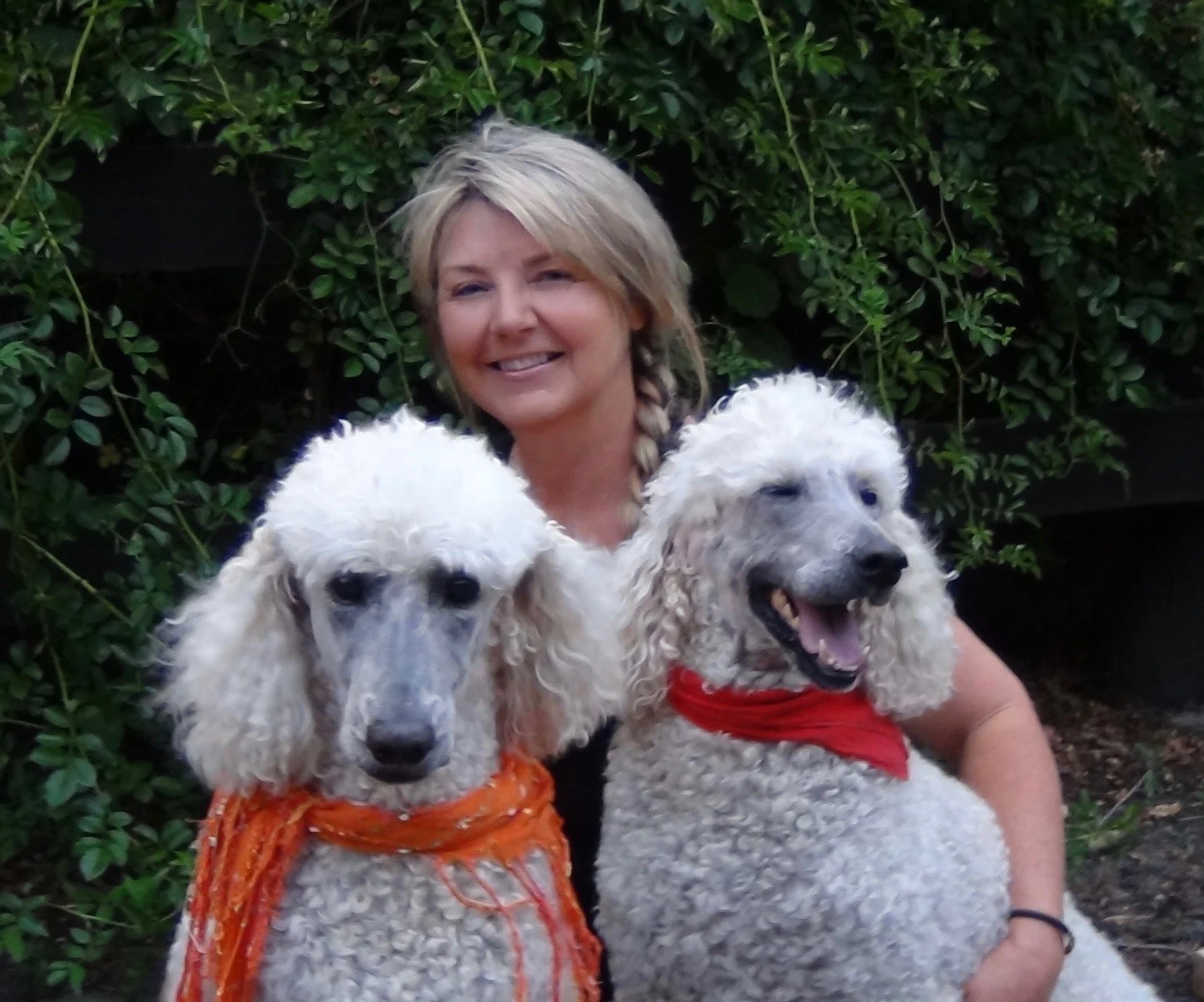 Groodle & Poodle Puppies for Sale in Australia | Gramayre Groodles and ...