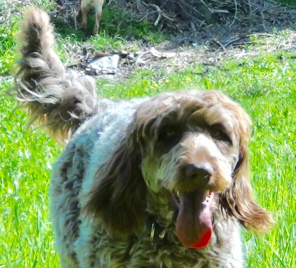 The Breed — Gramayre Groodles and Poodles