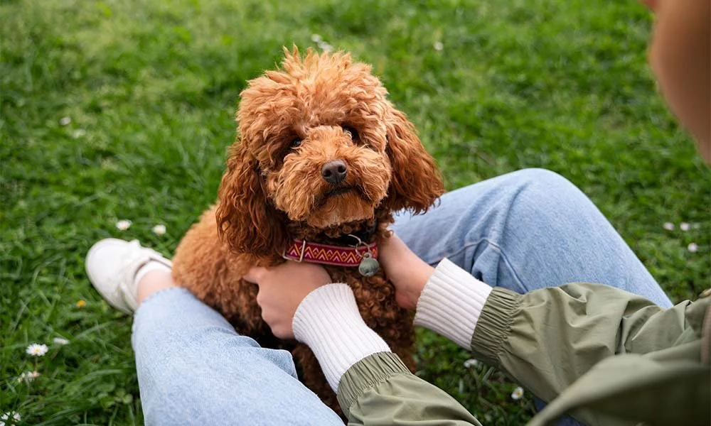 How to Groom Your Groodle: Expert Advice for a Fluffy and Healthy Coat ...