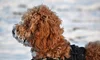 Understanding Groodle Coat Colours and Genetics — Gramayre