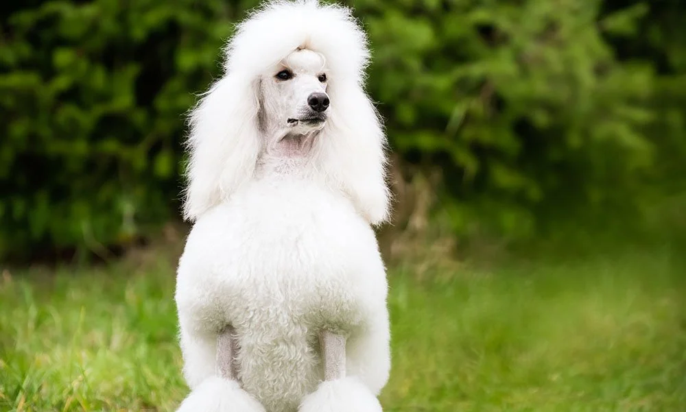 The Ultimate Guide to Adopting a Poodle in Australia — Gramayre