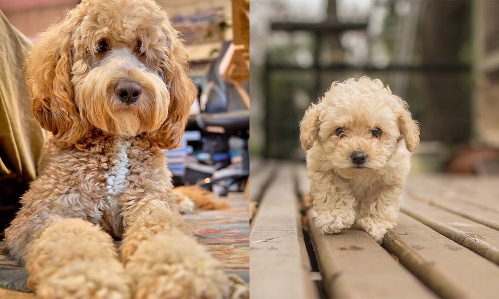 Groodle vs Cavoodle: Which Breed is Right for Your Family? — Gramayre
