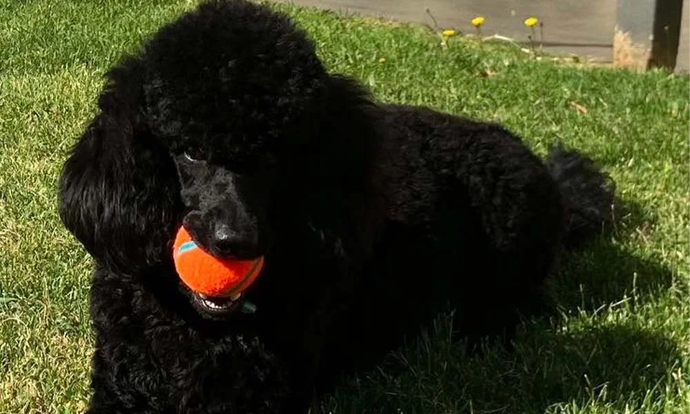 Why Poodles Excel in Dog Sports and Agility Competitions — Gramayre