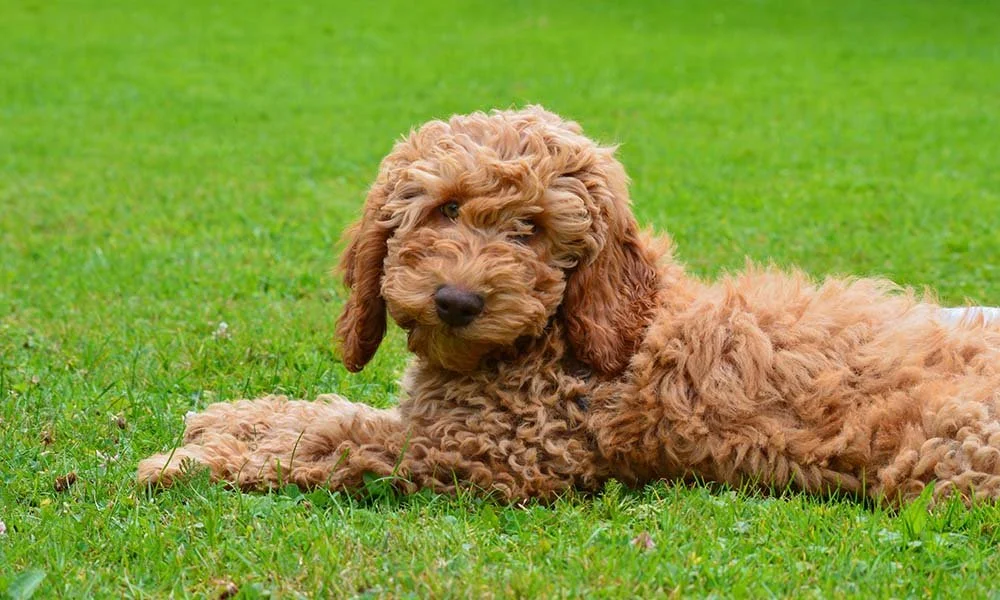 Taming the Tangles: Dealing with Groodle Mats Without the Drama — Gramayre