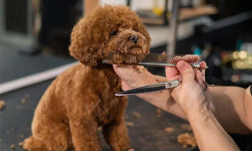 Poodle Grooming: A Complete Guide to Grooming Your Standard Poodle at ...