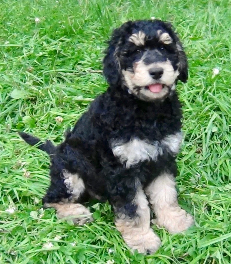 Tai's Litter — Gramayre Groodles and Poodles