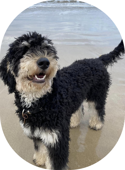 Phantom Colour Groodles - Gramayre Groodles & Poodles