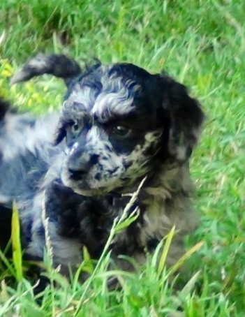 Why Are Groodles So Popular? - Gramayre Groodles & Poodles