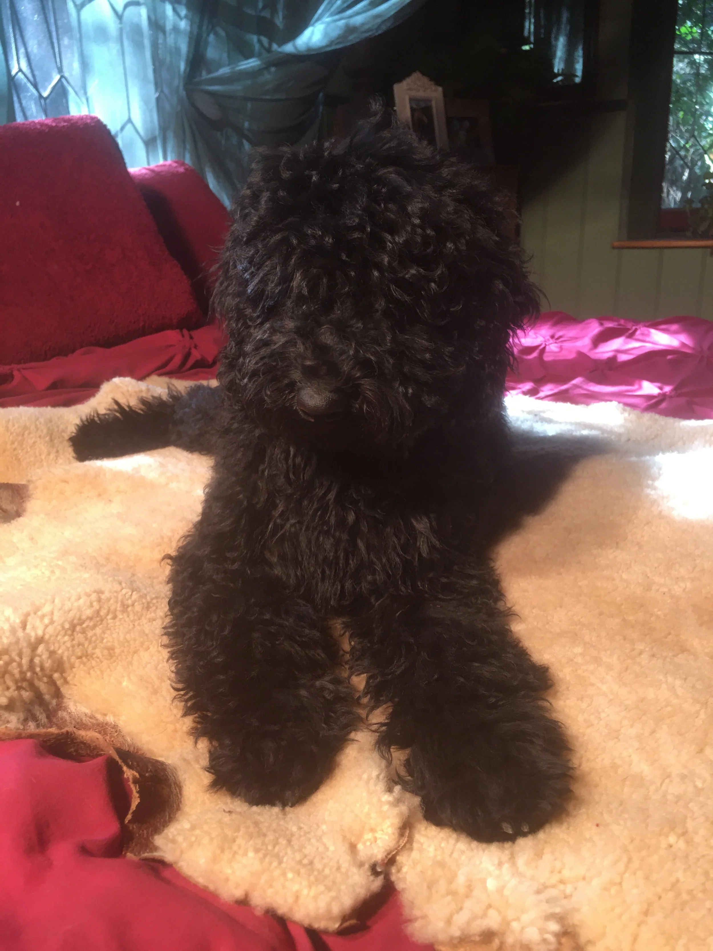 Tai's Litter — Gramayre Groodles and Poodles