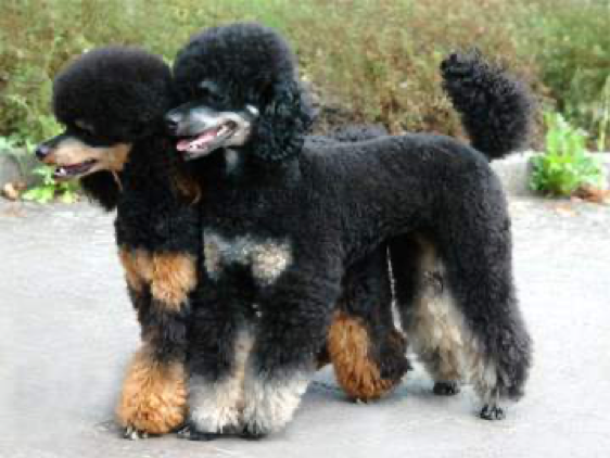 Chocolate Phantom Standard Poodle