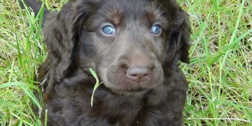 Raising Groodle Puppies: A Guide for New Owners — Gramayre