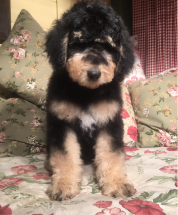 Phantom Colour Groodles - Gramayre Groodles & Poodles