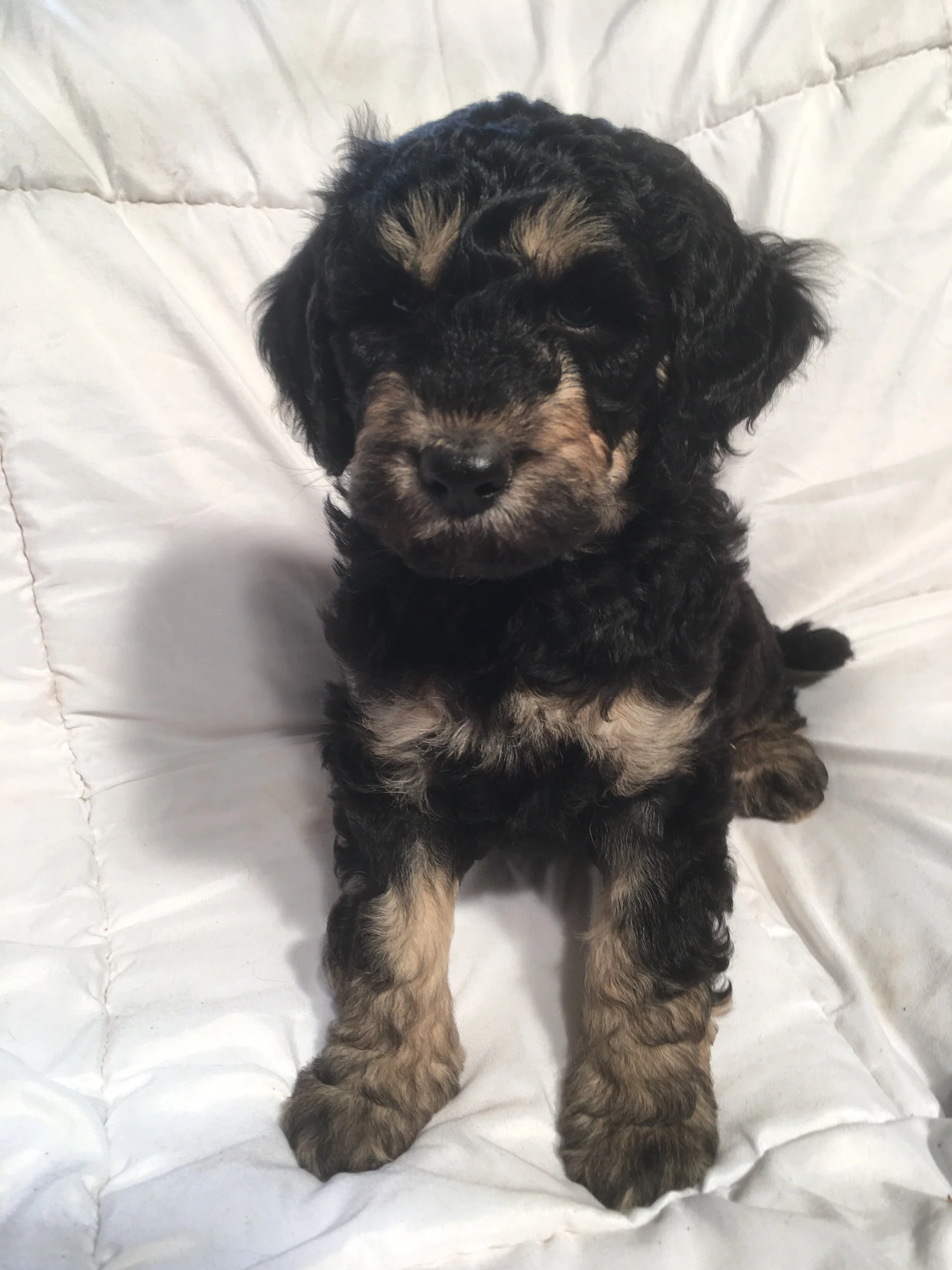 Tai's Litter — Gramayre Groodles and Poodles
