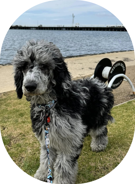 Breed Information - Gramayre Groodles & Poodles