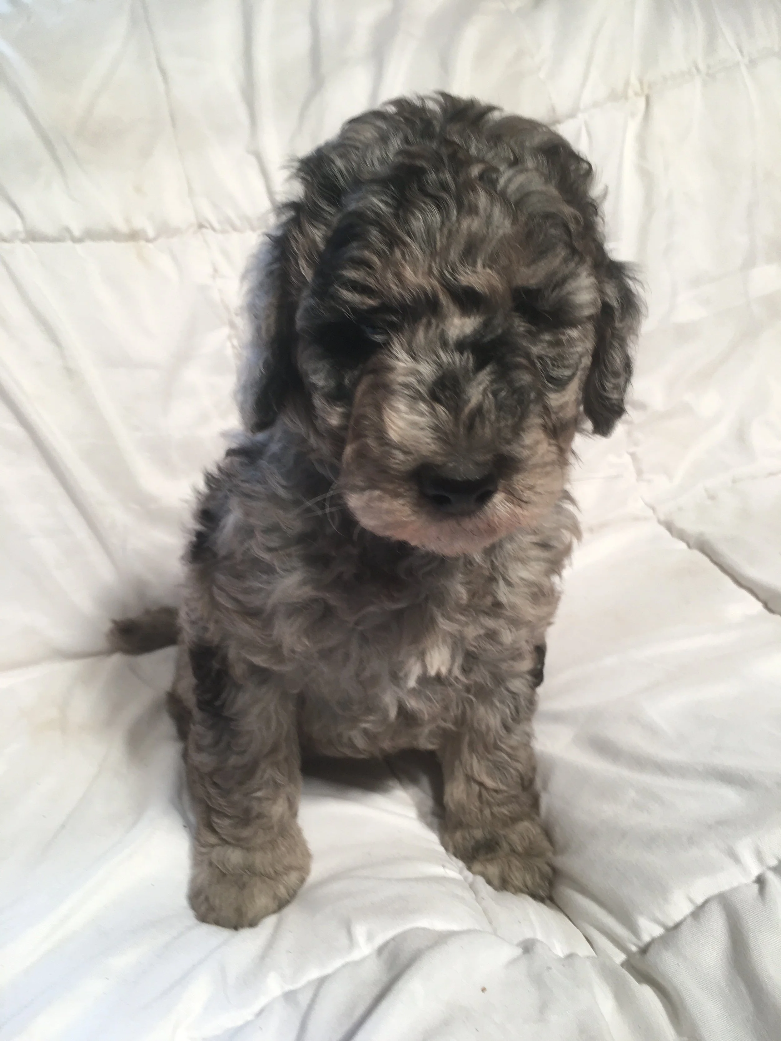Tai's Litter — Gramayre Groodles and Poodles