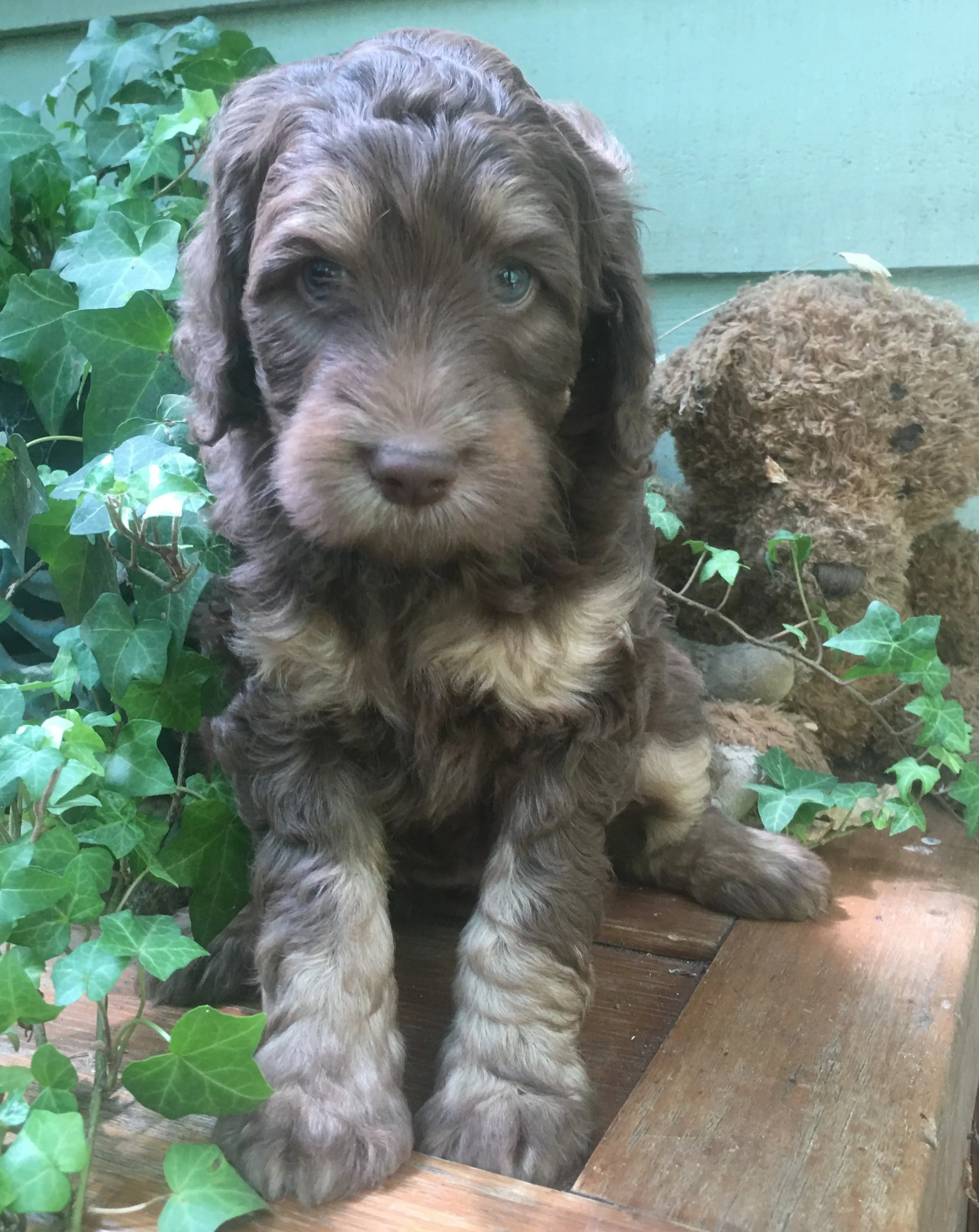 Chi's Litter - Gramayre Groodles & Poodles