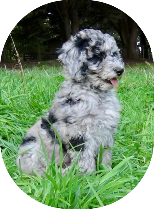Merle Colour Groodles - Gramayre Groodles & Poodles
