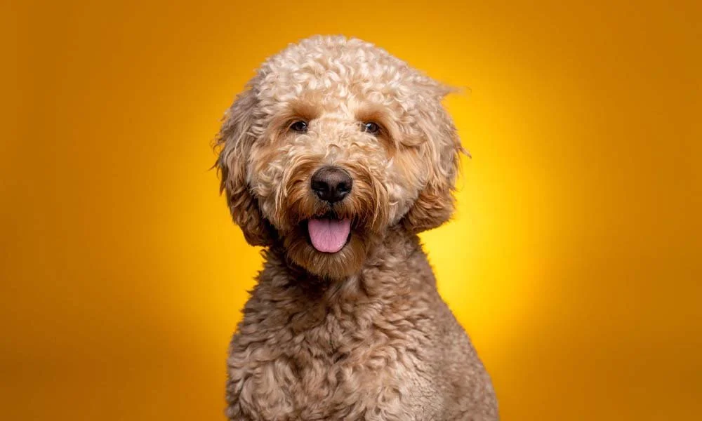 Life with a Groodle: Comprehensive Guide to Daily Care, Exercise, and ...