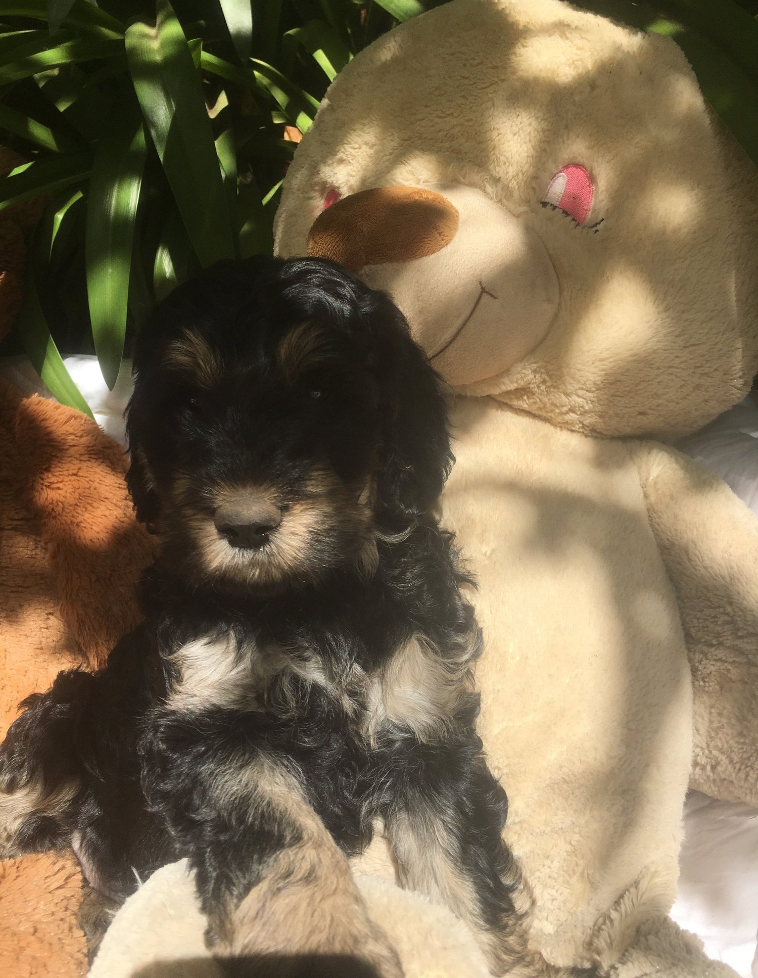 Chi's Litter - Gramayre Groodles & Poodles