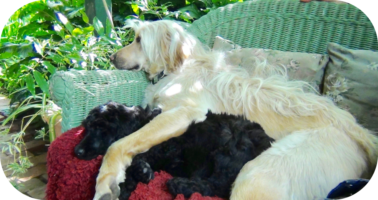 Why Are Groodles So Popular? - Gramayre Groodles & Poodles