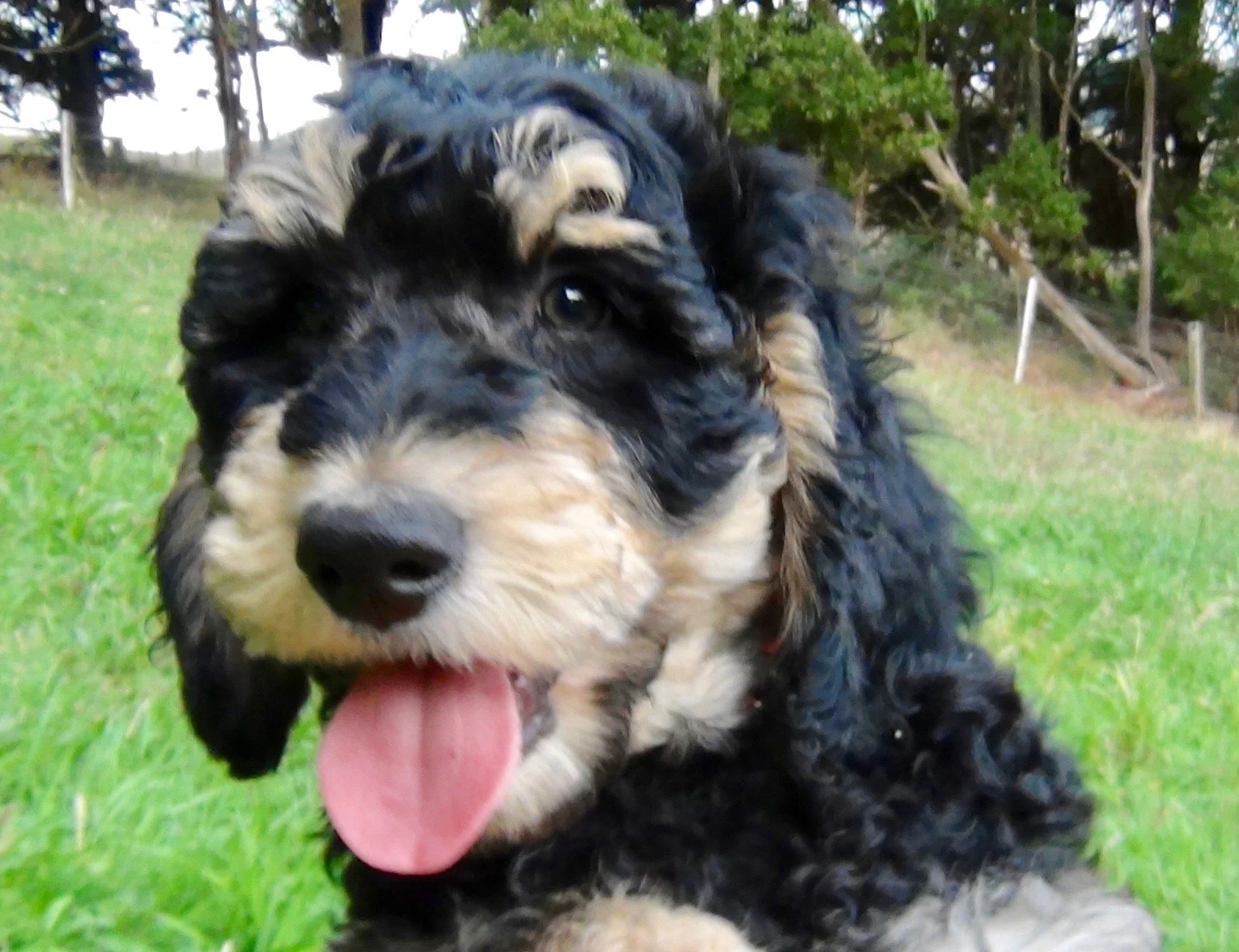 Phantom Colour in Groodles & Poodles | Gramayre Groodles and Poodles