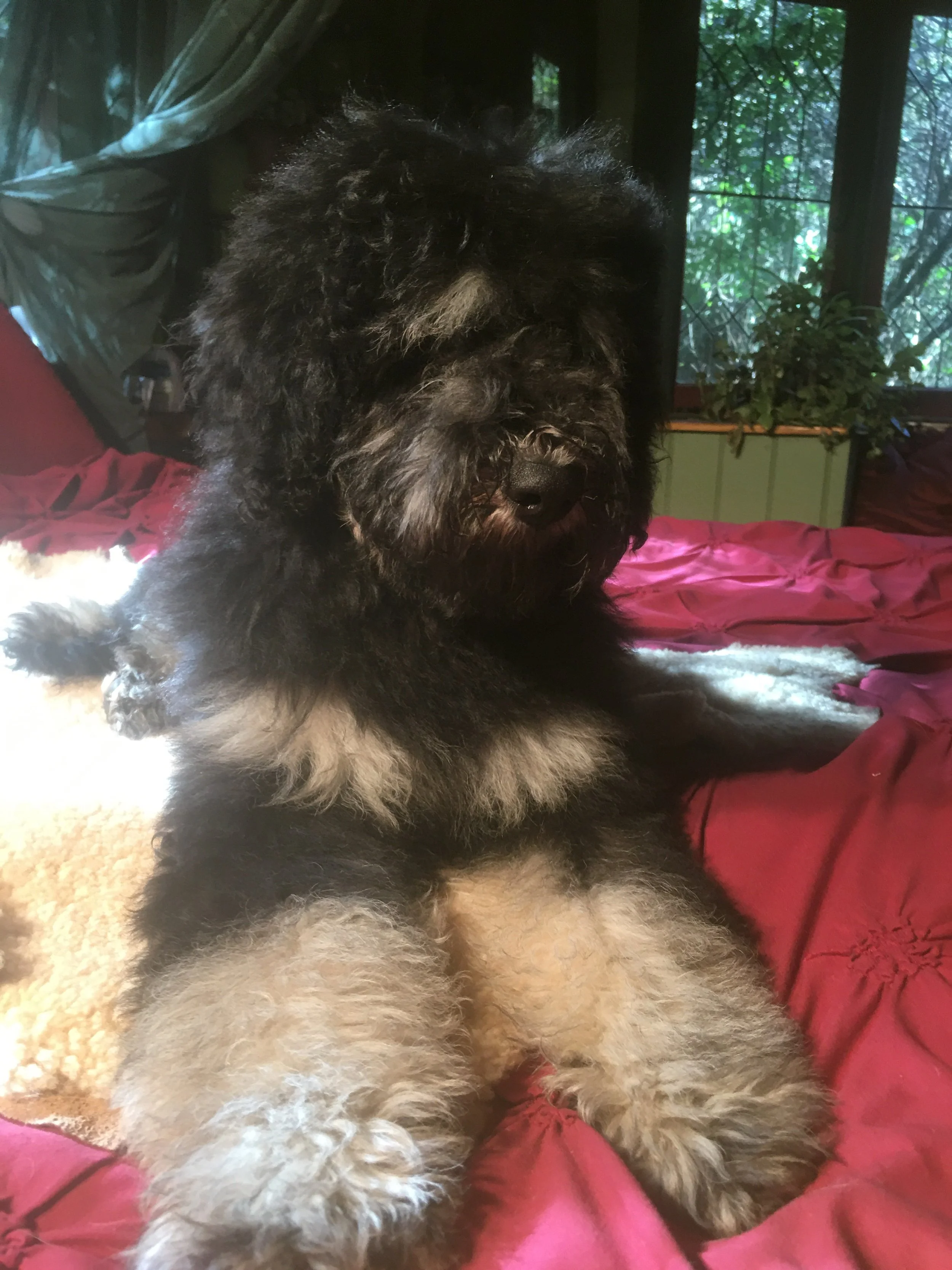 Tai's Litter — Gramayre Groodles and Poodles