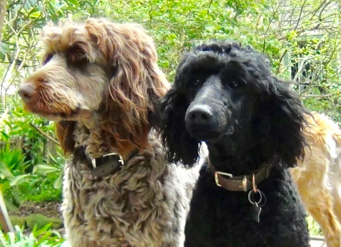 Why are Groodles so popular? — Gramayre Groodles and Poodles