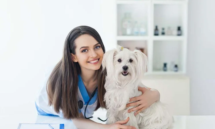 Keeping Your Groodle Groovy: Common Health Concerns and Care — Gramayre