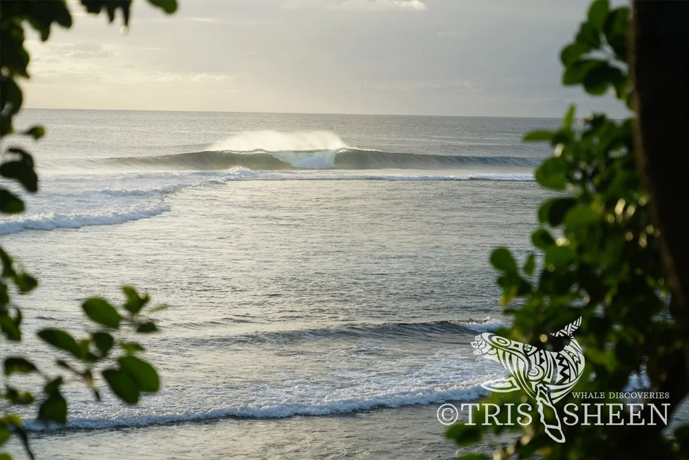 WIND & WAVES ADVENTURE — Swim with Whales - Explore Tonga - Whale ...