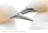End the Guga Hunt — Animal Concern