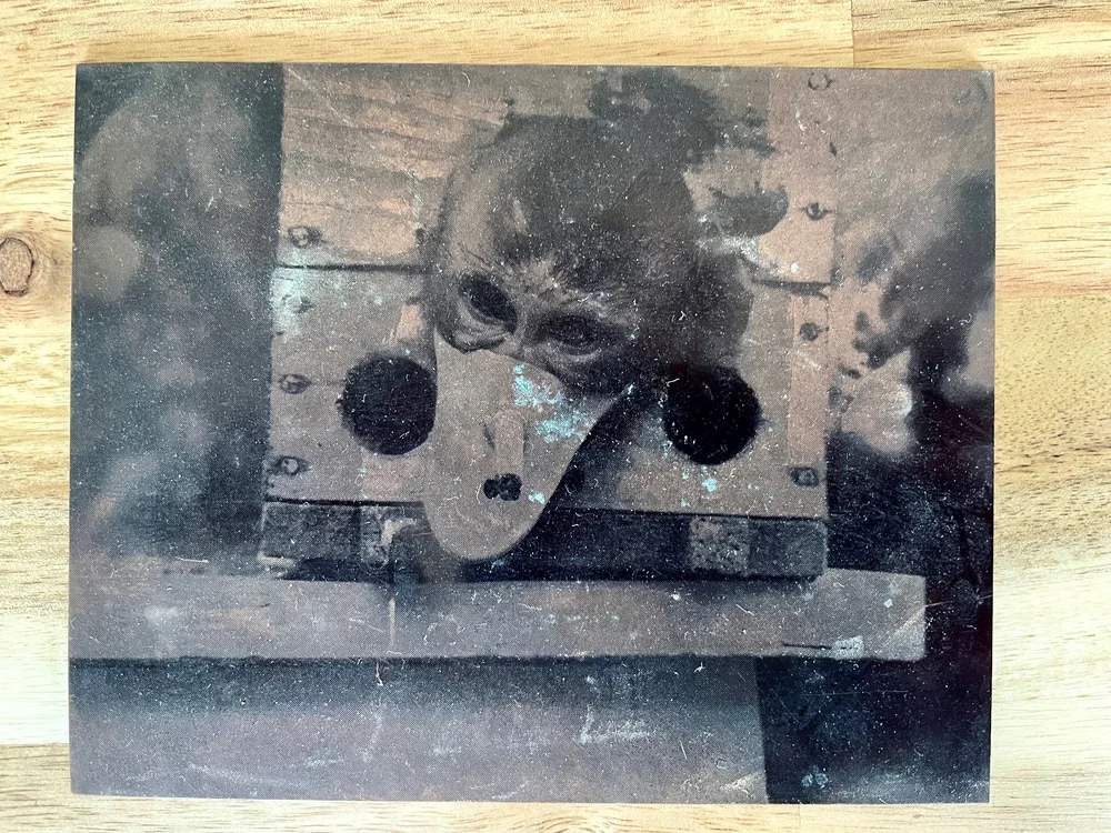 Vivisection: a history in copper — Animal Concern