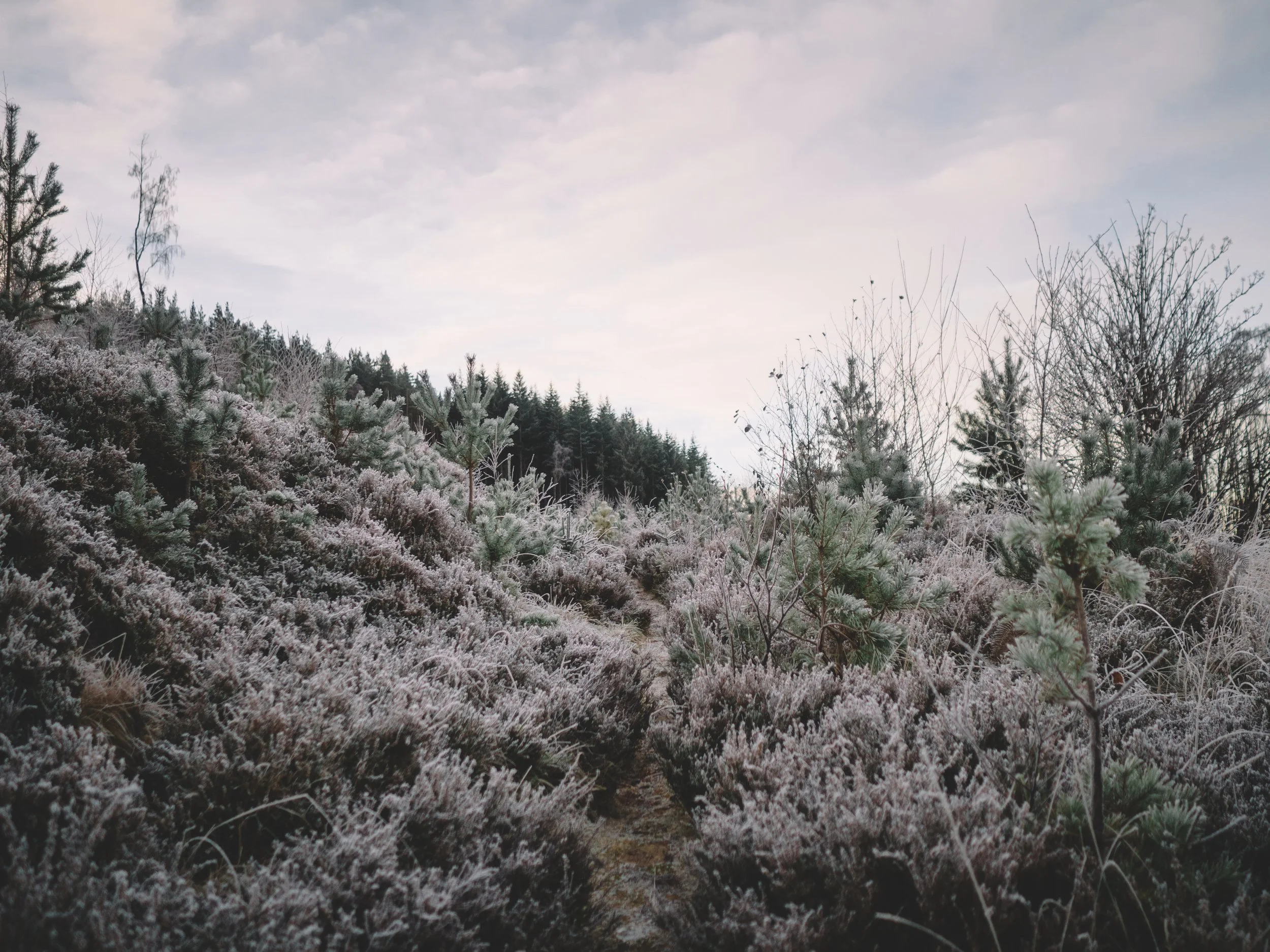Our Mission — Threads in the Ground