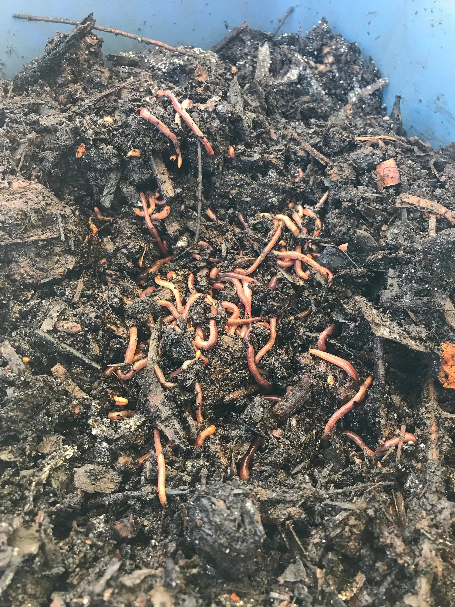 Backyard Worm Farms