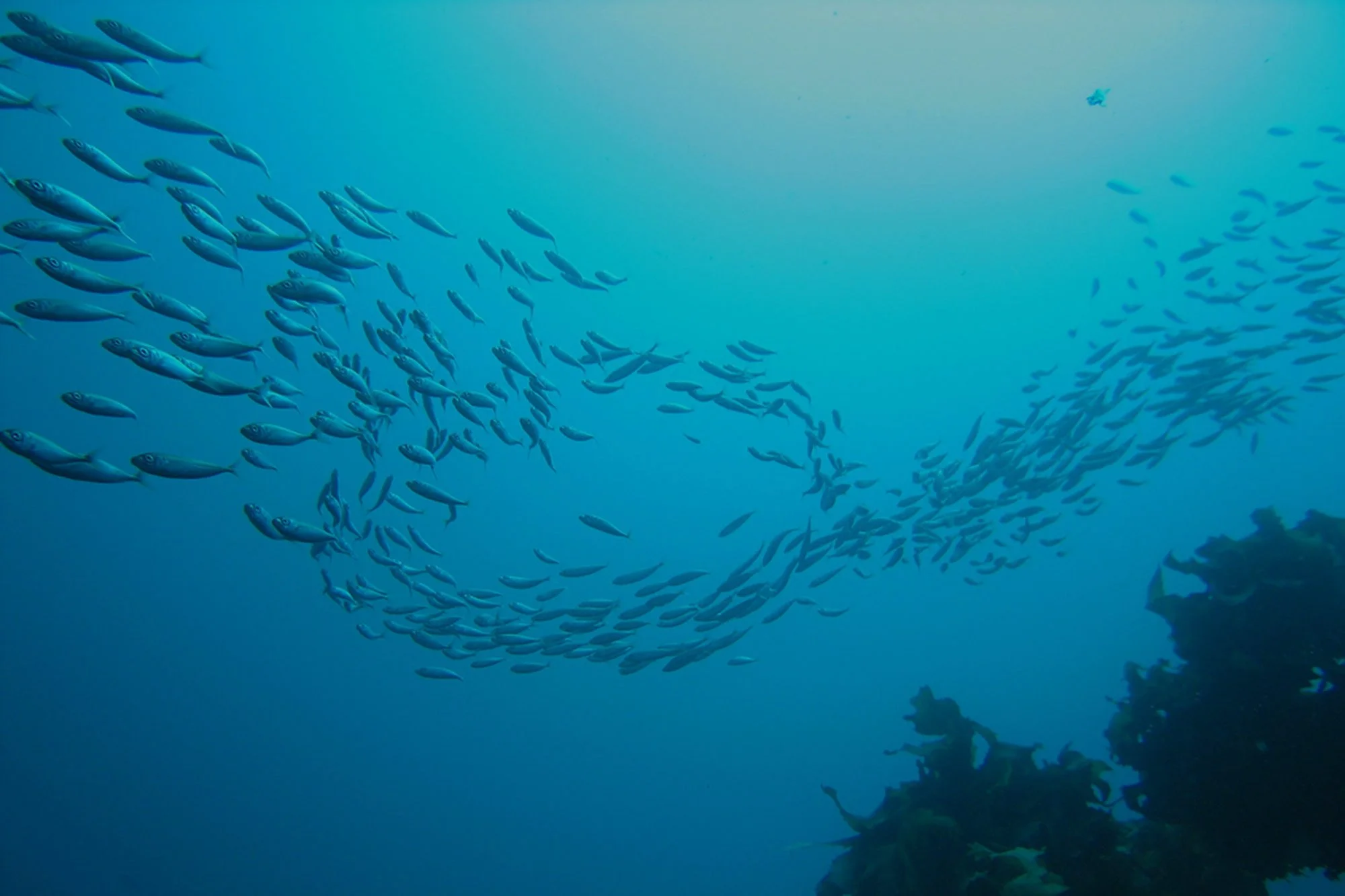 About — NZ Marine Research Foundation