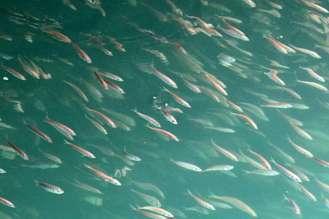 General 2 — NZ Marine Research Foundation