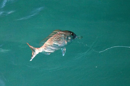 Fish Welfare — NZ Marine Research Foundation