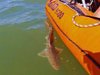 Tracking the Movements of Rig Sharks — NZ Marine Research Foundation
