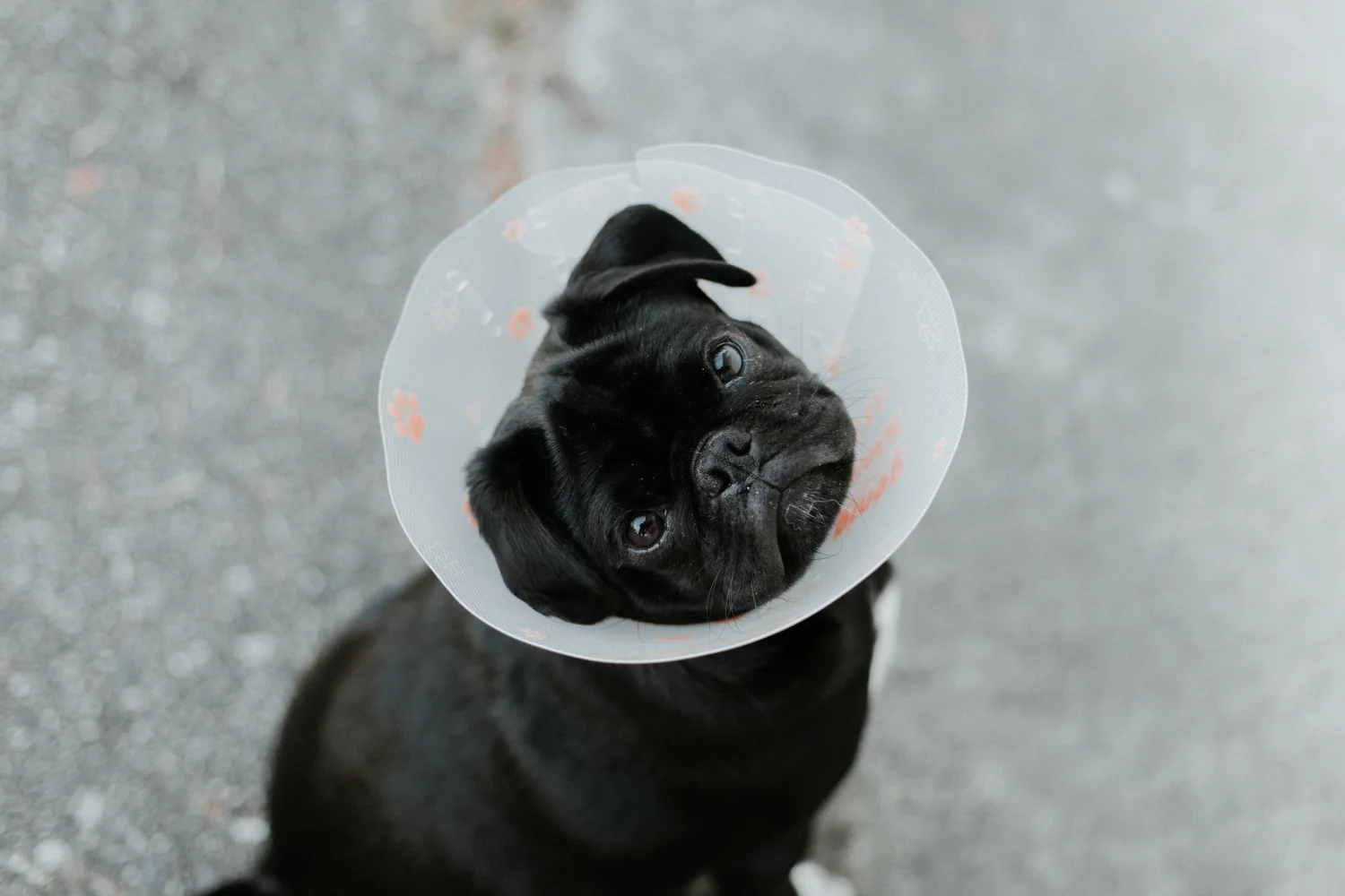 Melbourne Veterinary Rehabilitation - Veterinary pain management and ...